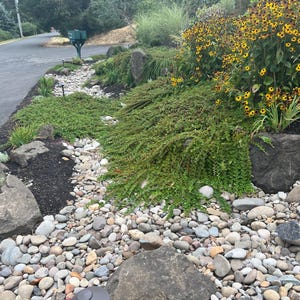 Rubus Calycinoides | Evergreen Creeping Raspberry | Formoran Carpet ...