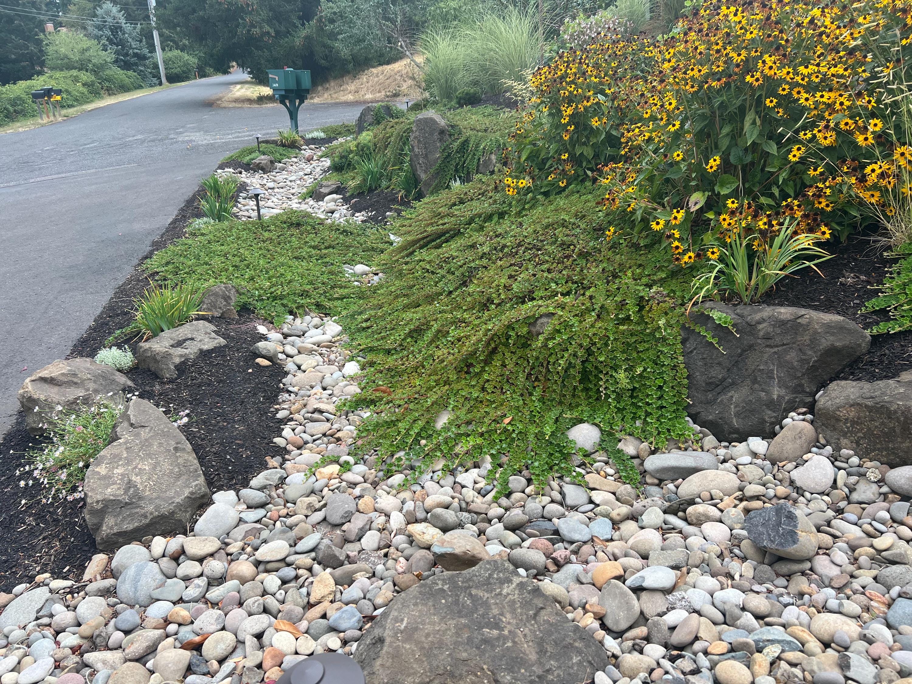 Rubus Calycinoides | Evergreen Creeping Raspberry | Formoran Carpet ...