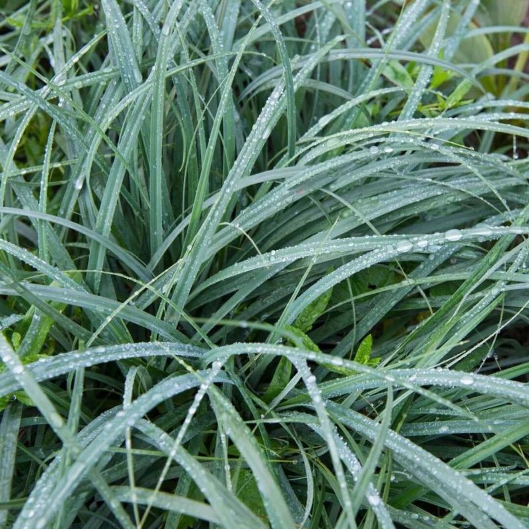 Carex Glauca, Evergreen Ornamental Grass, Blue Clumping Sedge 1 Gallon ...