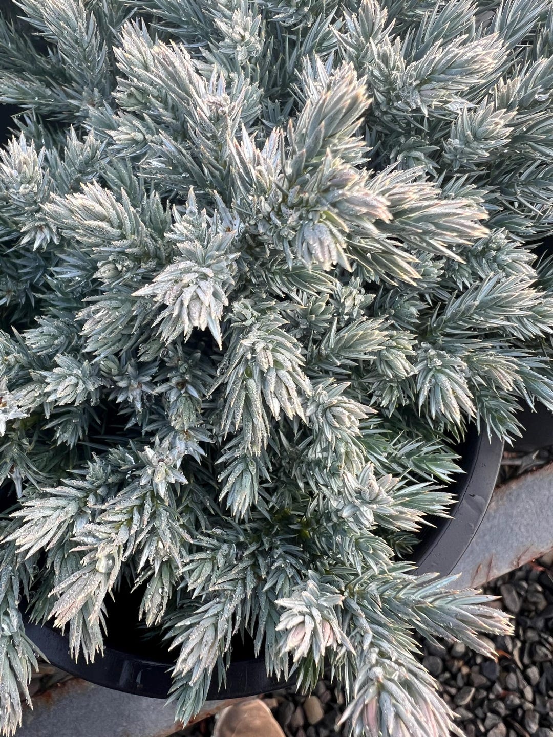 Juniperus Squamata 'blue Star' | Dwarf Blue Juniper | Compact Evergreen ...