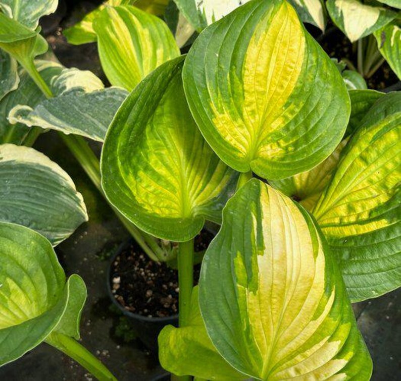 Hosta 'lakeside Banana Bay' | Plantain Lily | Flowering Shade Perennial ...