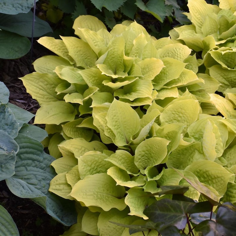 Hosta 'fire Island' | Medium Small Yellow Plantain Lily - Etsy