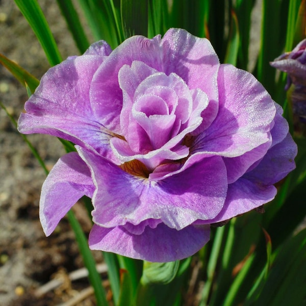 Water Iris - Etsy