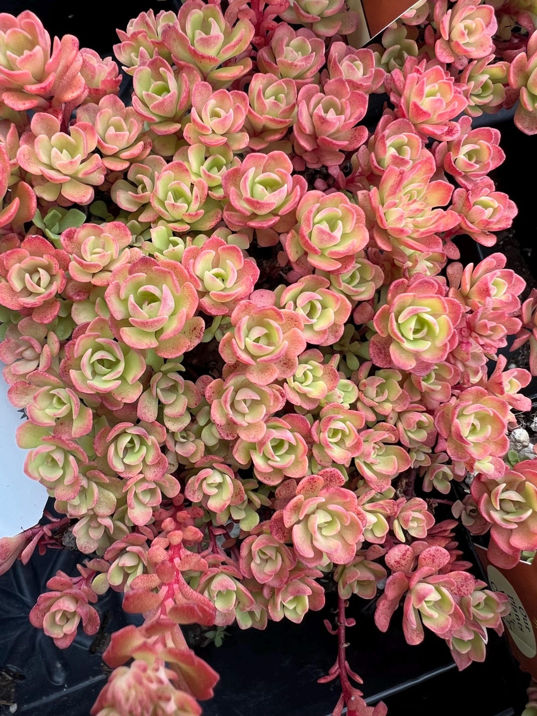 Sedum Nevi 'pink Form' | Pastel Pink Southern Stonecrop | Evergreen ...
