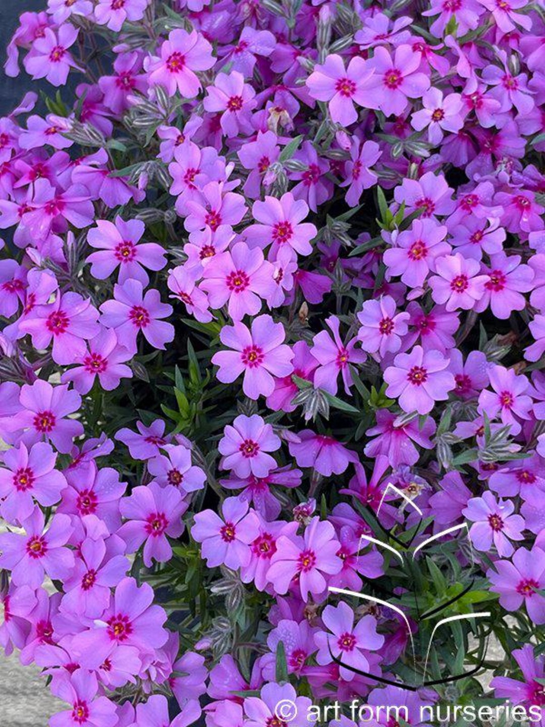 Phlox Subulata 'eye Caramba' Creeping Phlox Evergreen Groundcover 3.5 ...