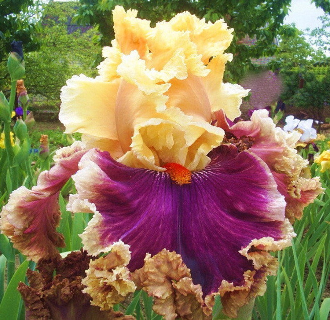 Iris Decadence, Bicolor Yellow and Burgundy Bearded Iris - 1 Live ...