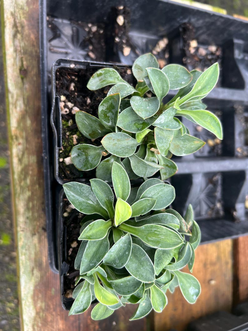 Hosta 'blue Mouse Ears' | Miniature Blue Plantain Lily - Etsy