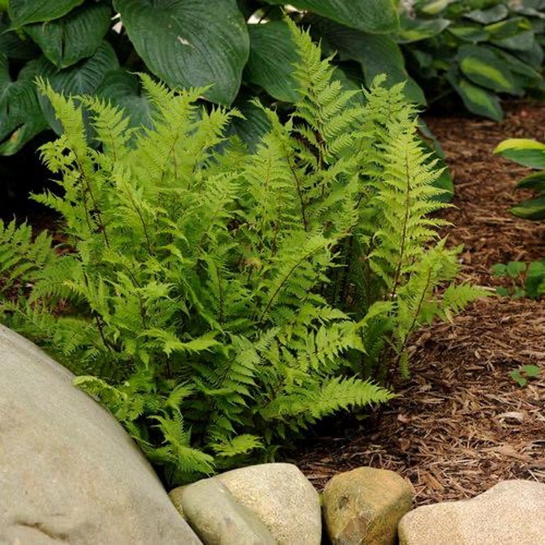 Athyrium Filix-femina Angustum 'lady-in-red' | Lady Fern, Deciduous - Etsy