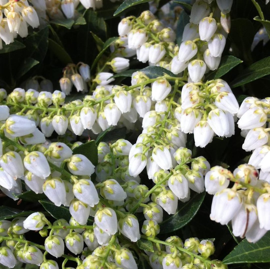Pieris Japonica 'cavatine' | Dwarf White Andromeda | Compact Evergreen ...