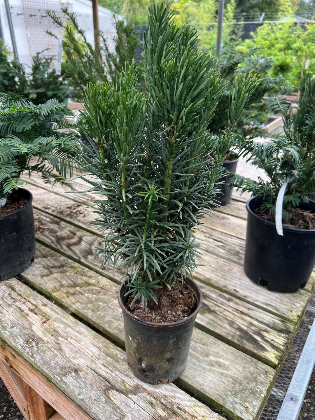 Cephalotaxus ‘fastigiata’ | Columnar Japanese Plum Yew | Evergreen ...