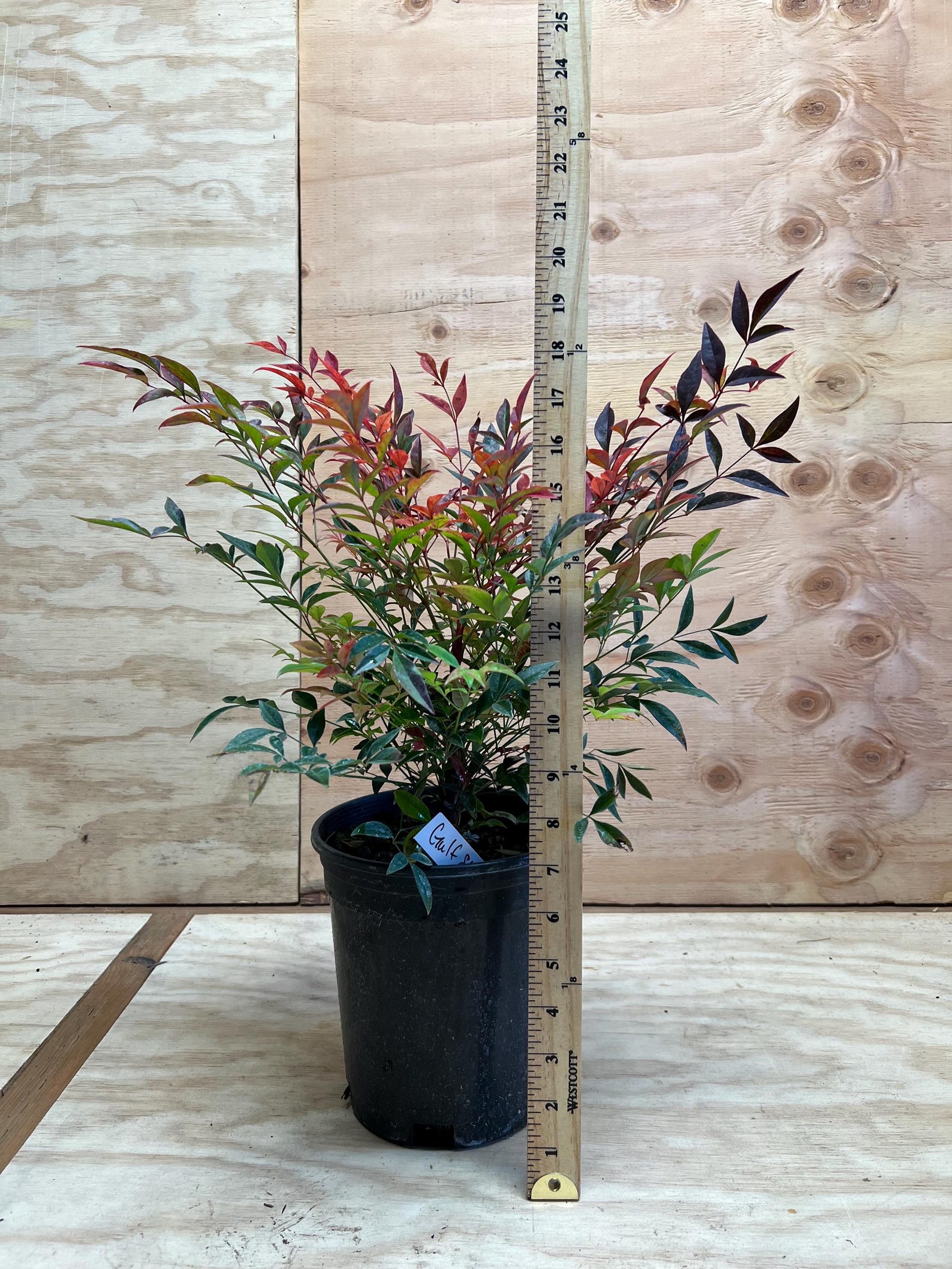 Nandina Domestica 'gulf Stream' | Heavenly Bamboo, Evergreen - 1 Gallon ...