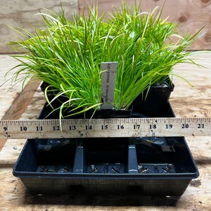 Acorus Gramineus 'minimus Aureus' | Dwarf Golden Sweet Flag Grass ...