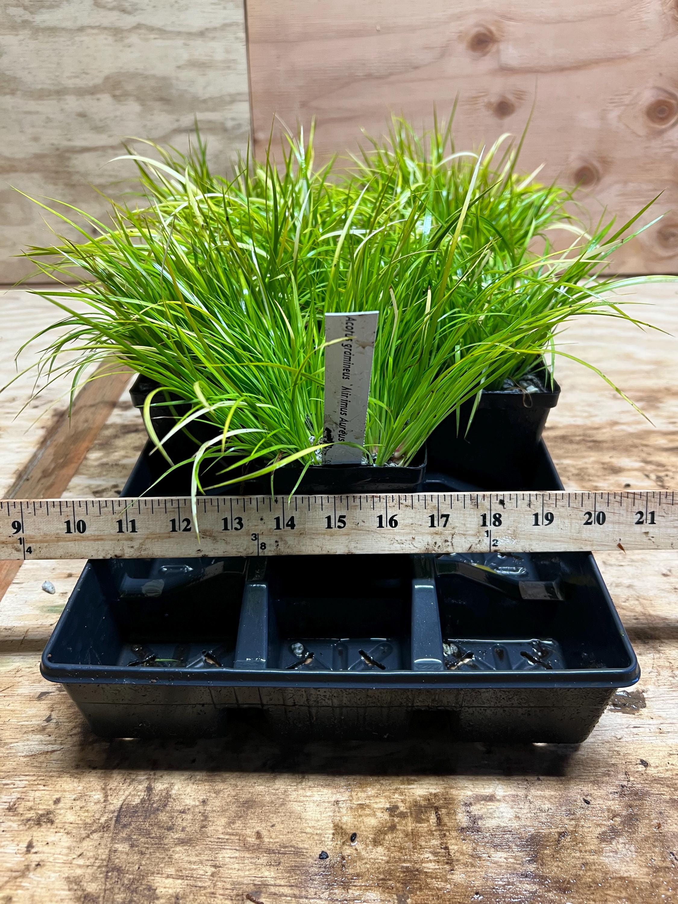 Acorus Gramineus 'minimus Aureus' | Dwarf Golden Sweet Flag Grass ...