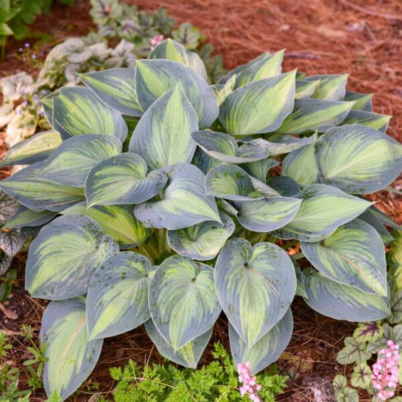 Hosta 'june' | Medium Variegated Plantain Lily - Etsy