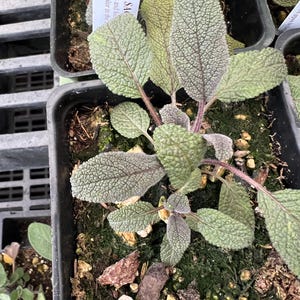 NEW Salvia Officinalis 'purple' | Purple Sage | Culinary & Ornamental ...