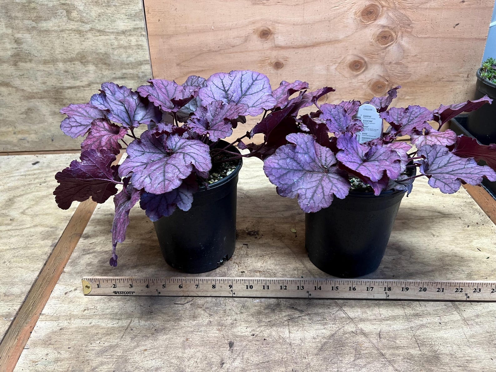 Heuchera 'spellbound' | Coral Bells, Semi-evergreen - Multiple Size ...