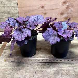 Heuchera 'spellbound' | Coral Bells, Semi-evergreen - Multiple Size ...