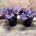 Heuchera 'spellbound' | Coral Bells, Semi-evergreen - Multiple Size ...