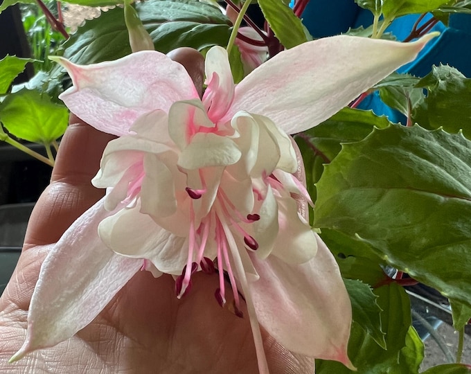 Fuchsia 'annabel' | Hardy Fuchsia - 1 Gallon Well Rooted Plant | USDA ...