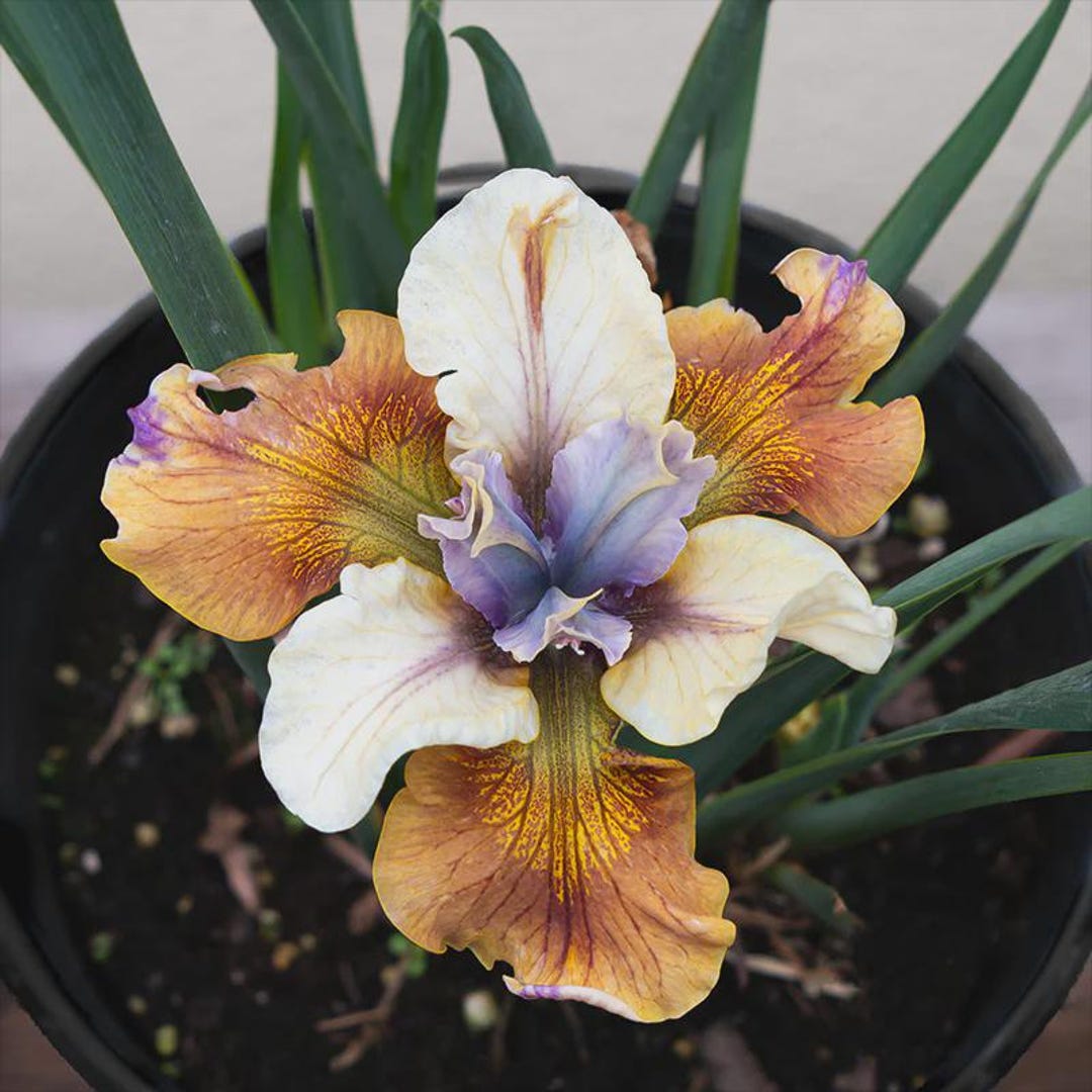 Iris Sibirica 'colonel Mustard' | Siberian Iris | Hardy Perennial ...