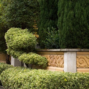 Euonymus Japonicus ‘silver King’ | Low Maintenance Evergreen Shrub - 1 ...