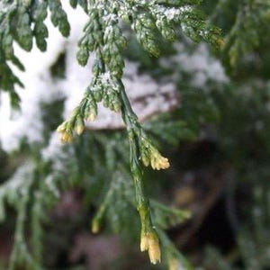 Thuja Plicata Hogan, Narrow Upright Western Red Cedar, Evergreen ...