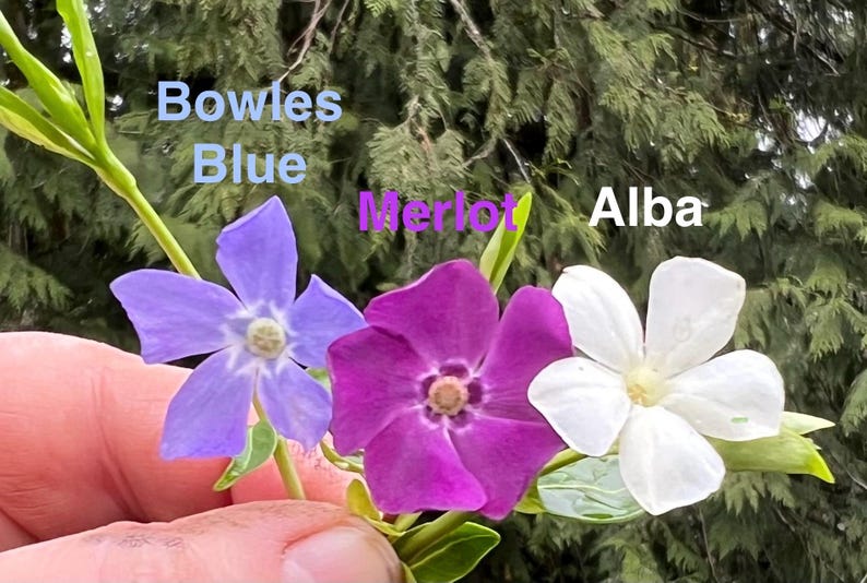 Vinca Minor 'bowles Blue' | Common Periwinkle, Evergreen Groundcover - Etsy