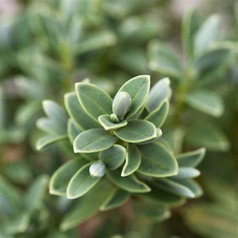 Hebe 'red Edge' | Compact Evergreen Flowering Shrub - 1 Gallon Pot - Etsy
