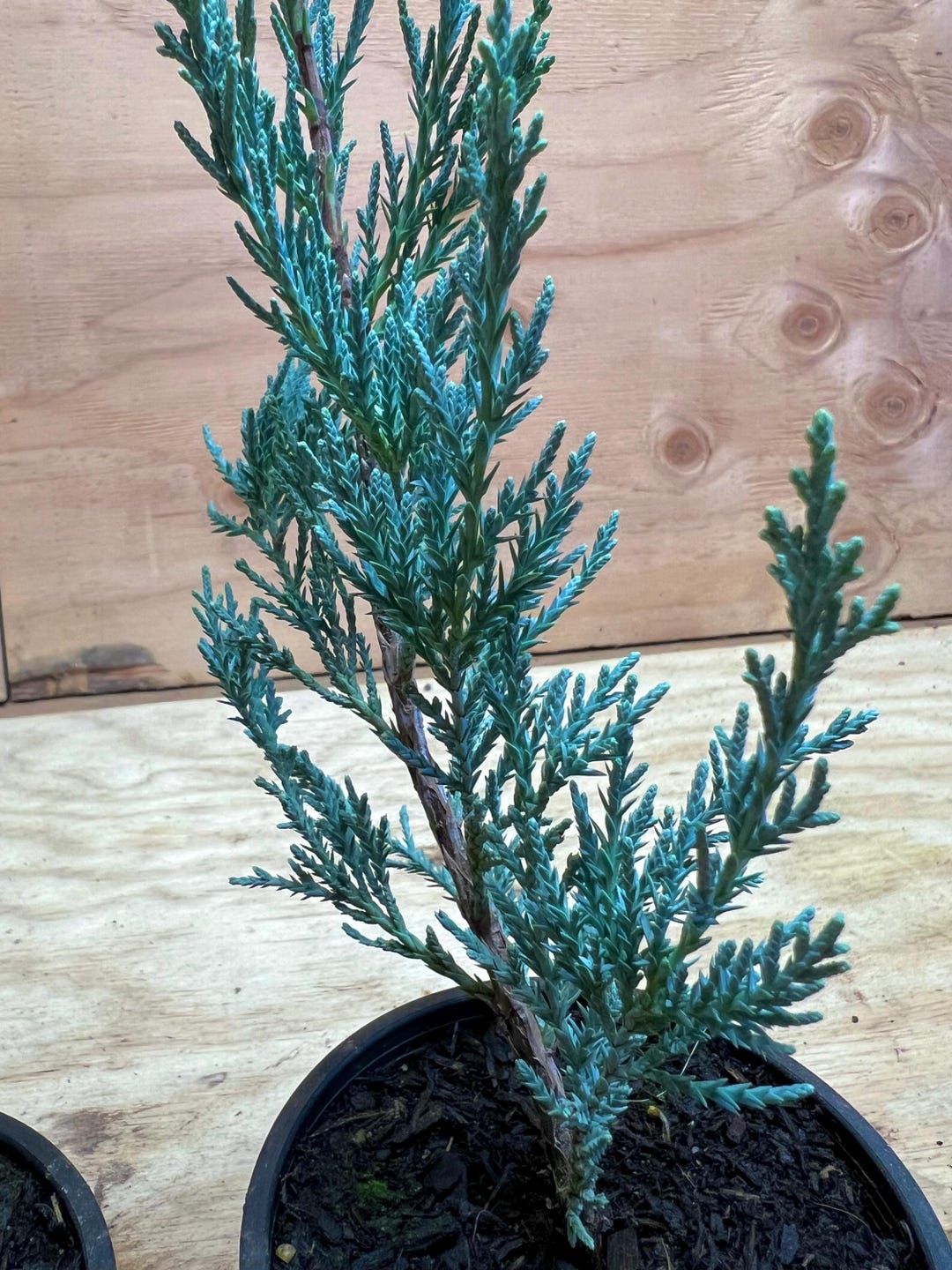 Juniperus Moonglow, Upright Blue Juniper, Evergreen Conifer 4 Pot, Well ...
