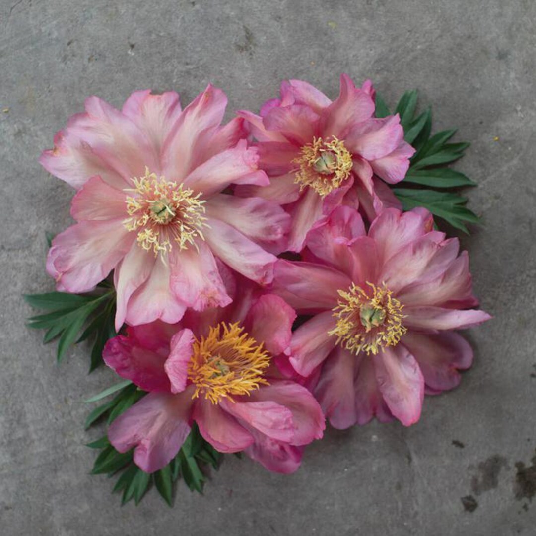 Peony ITOH 'julia Rose' | Tree Peony | Paeonia | Cut Flower | Spring ...