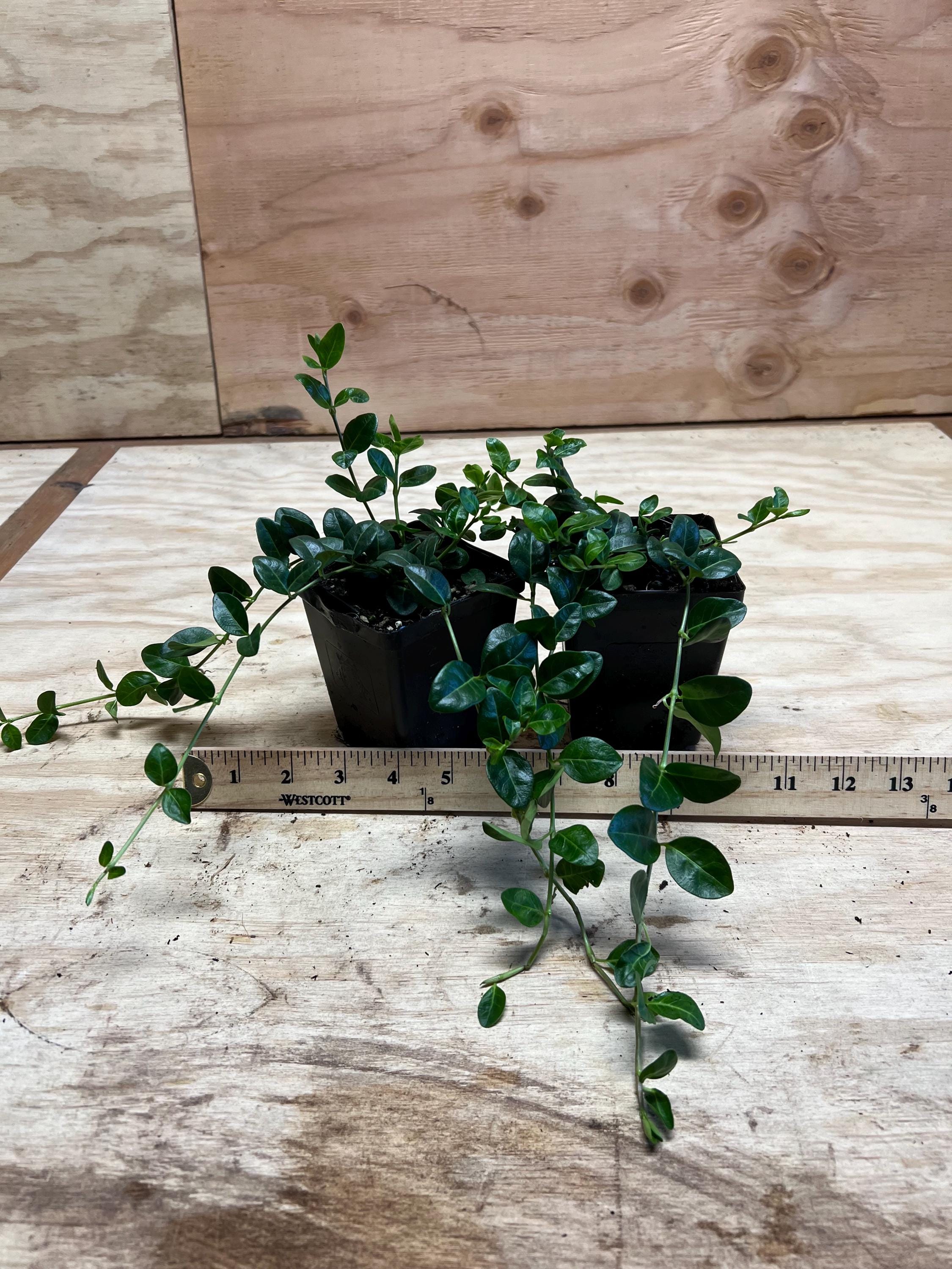 Vinca Minor 'bowles Blue' | Common Periwinkle, Evergreen Groundcover - Etsy