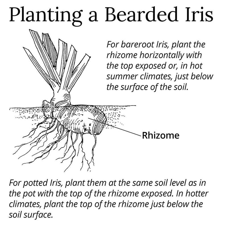 Iris 'slovak Prince' | Bearded Iris - 1 Bareroot Rhizome - Etsy