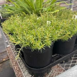 Phlox Subulata 'eye Caramba' Creeping Phlox Evergreen Groundcover 3.5 ...