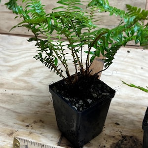 Polystichum Munitum | Western Sword Fern, Evergreen - Pacific Northwest ...