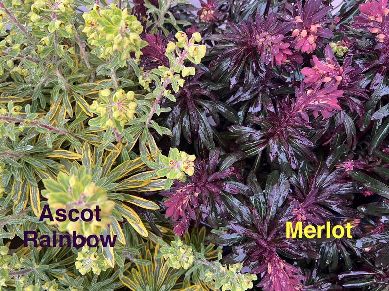 Euphorbia 'miner's Merlot' | Deep Purple Red Spurge, Evergreen - Etsy