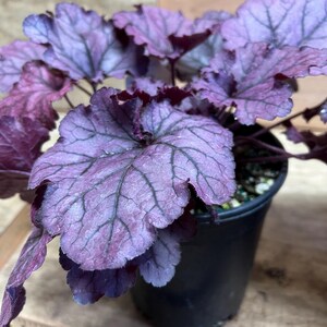 Heuchera 'spellbound' | Coral Bells, Semi-evergreen - Multiple Size ...