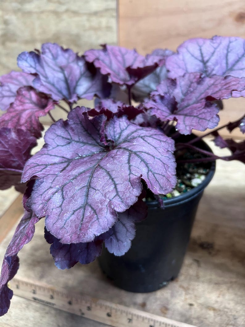 Heuchera 'spellbound' | Coral Bells, Semi-evergreen - Multiple Size ...