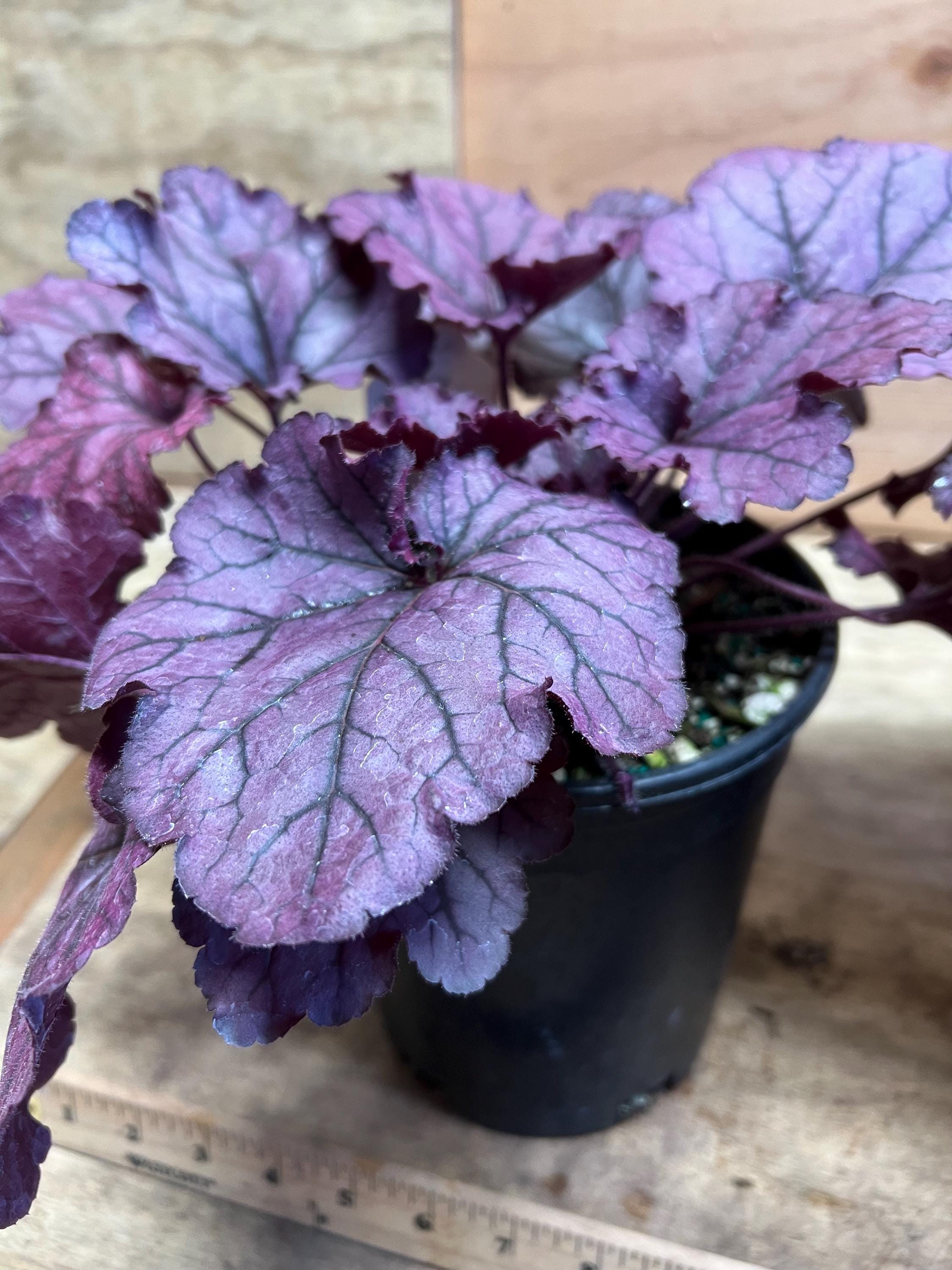Heuchera 'spellbound' | Coral Bells, Semi-evergreen - Multiple Size ...