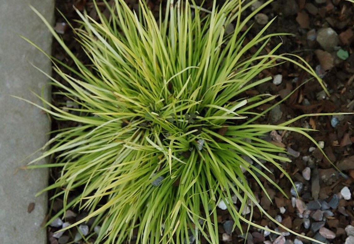 Acorus Gramineus 'minimus Aureus' | Dwarf Golden Sweet Flag, Evergreen ...