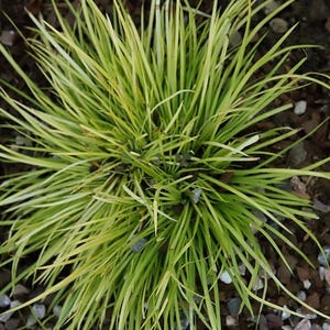 Acorus Gramineus 'minimus Aureus' | Dwarf Golden Sweet Flag, Evergreen ...