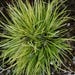 Acorus Gramineus 'minimus Aureus' | Dwarf Golden Sweet Flag, Evergreen ...