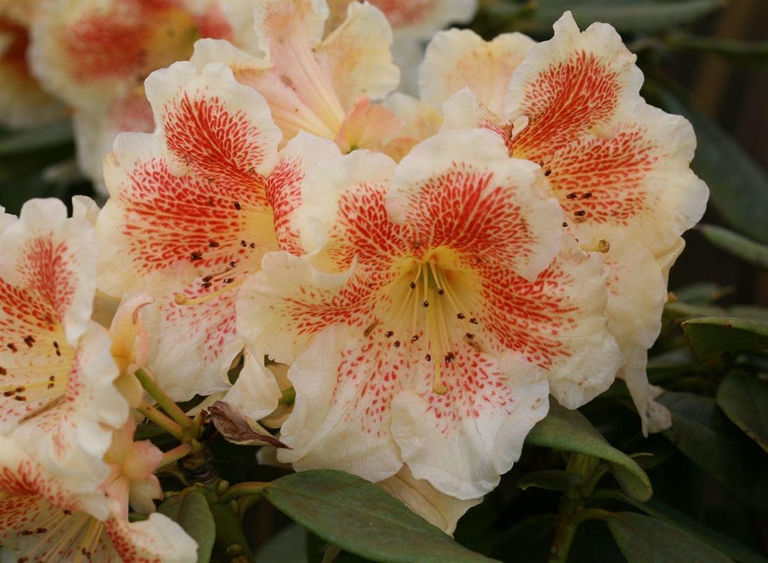 Rhododendron 'paprika Spiced' | Peach Rhododendron | Dwarf Evergreen ...
