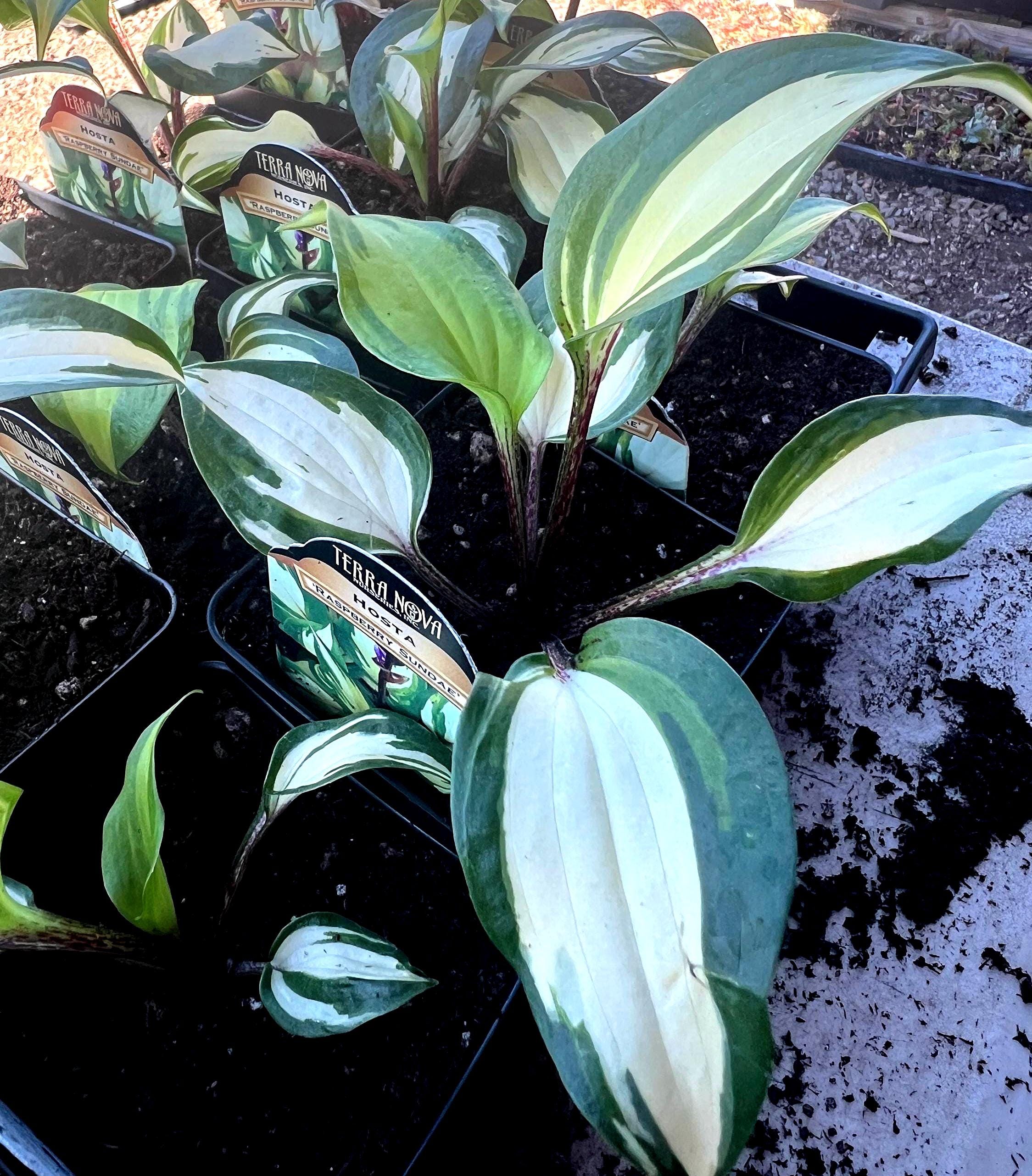 Hosta 'raspberry Sundae' | Small Variegated Plantain Lily - Etsy