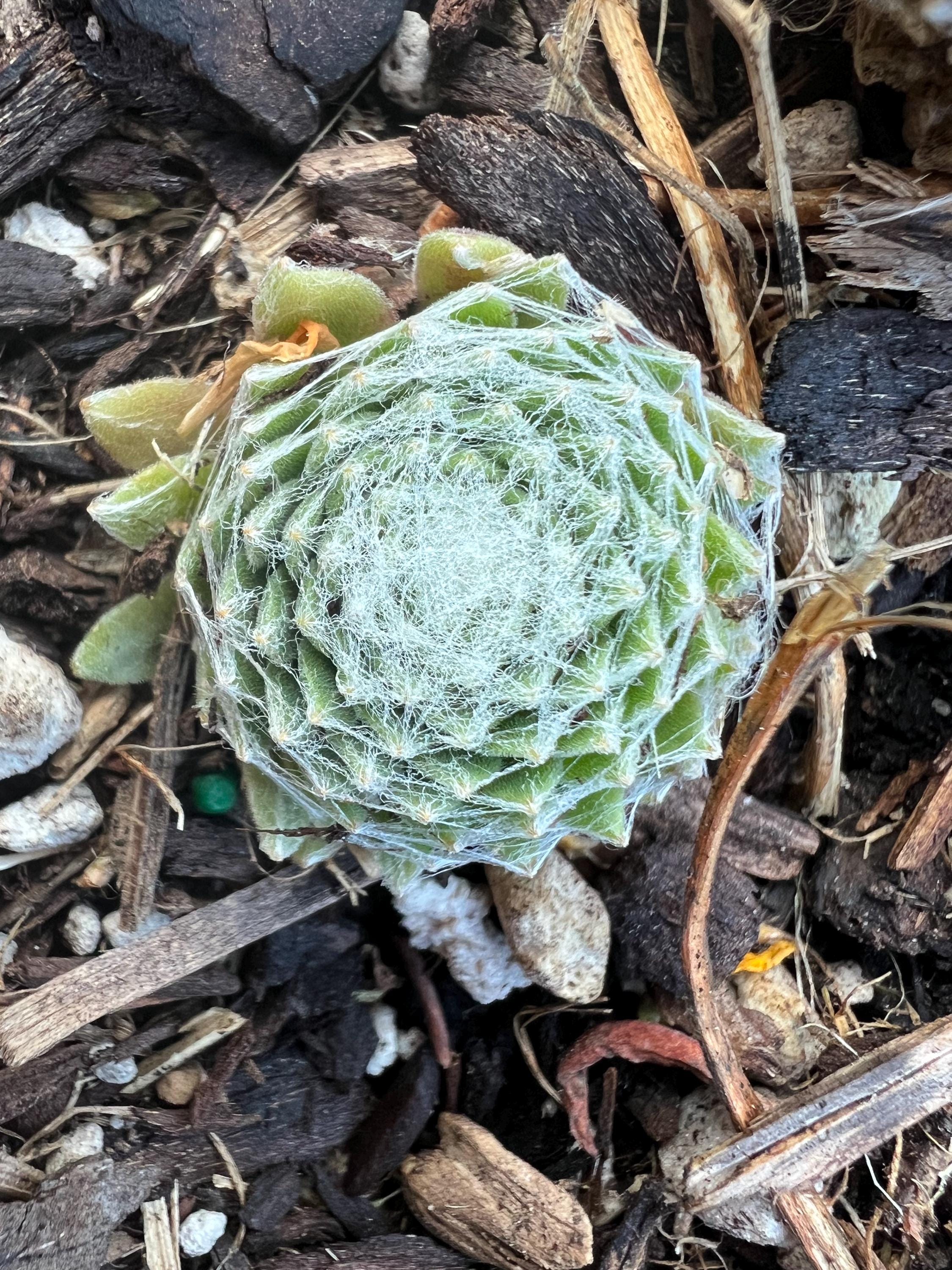 Sempervivum 'forest Frost' | Fuzzy Hens and Chicks Succulent - Etsy