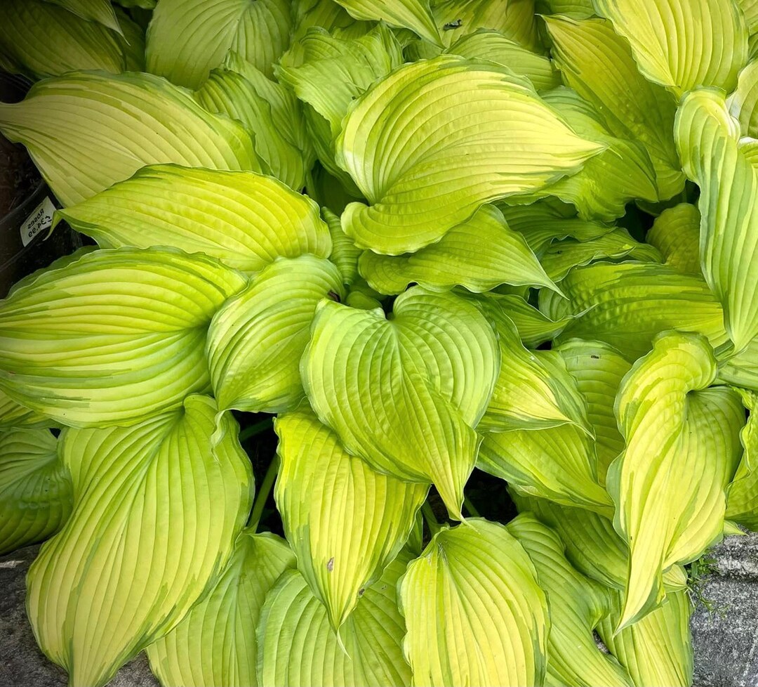 Hosta Dancing Darling, Gold Variegated Hosta 1 Bareroot - Etsy