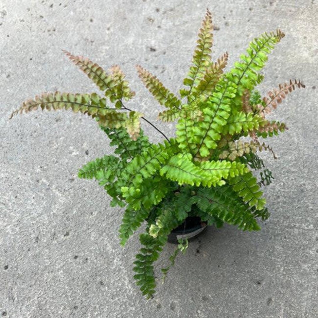 Adiantum Hispidulum | Rough Rosy Maidenhair Fern | Delicate, Pink ...