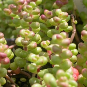 Sedum Divergens, Native Cascade Spreading Stonecrop, Old Man's Bones ...