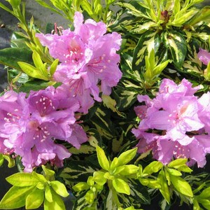 Rhododendron 'goldflimmer' | Variegated Foliage | Evergreen Flowering ...
