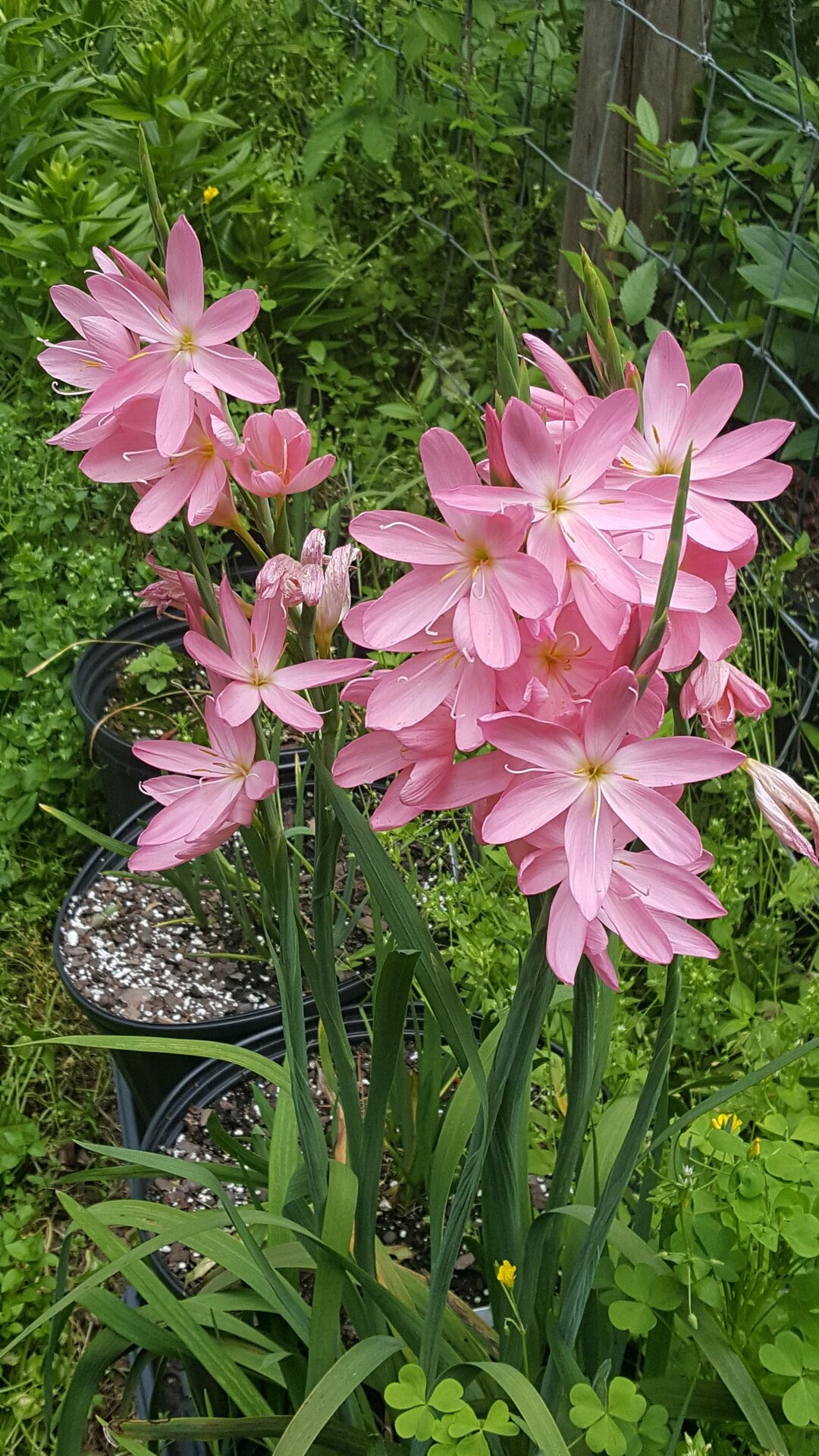Schizostylis Coccinea 'pink' | Hesperantha | Pink Kaffir Lily | Late ...