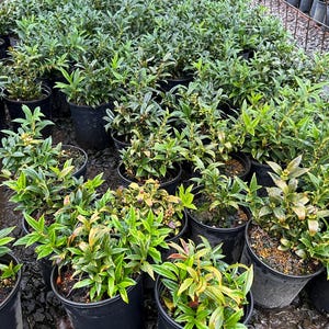 Sarcococca Hookeriana Var. Humilis | Dwarf Sweet Box | Winter Flowering ...